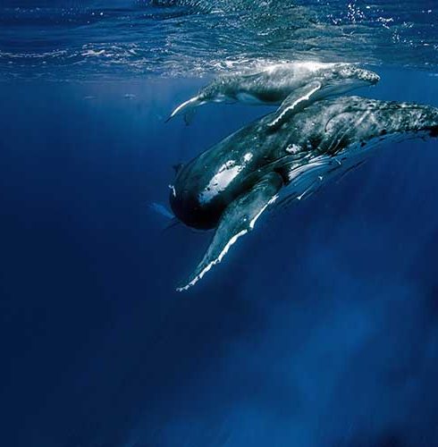 What to see and do in Niue - Scenic Hotel Group