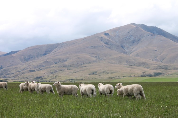 Home Grown - Scenic Hotel Group