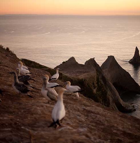 Things to do and see in Napier & Hawkes Bay | Scenic Hotel Group