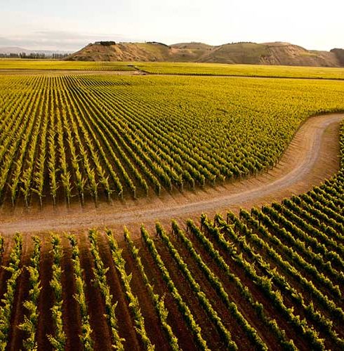 Events in Napier & Hawke’s Bay | Art Deco, Concerts & Sport