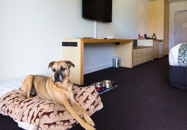 Accommodation in Napier NZ by Scenic Hotel Te Pania