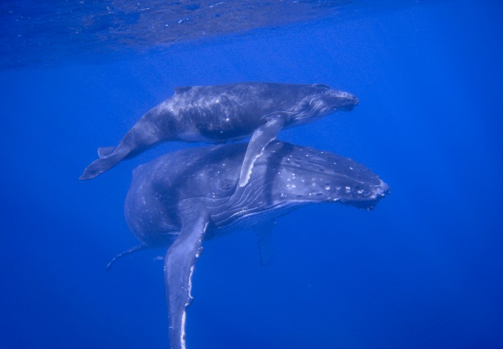 Niue Island - Scenic Hotel Group